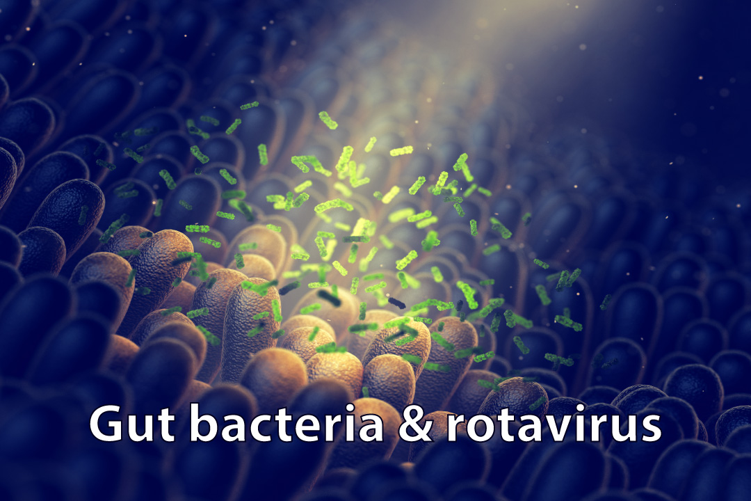 Gut bacteria prevent and cure rotavirus infection - VIROLOGY RESEARCH ...