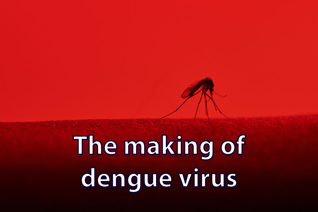 The making of dengue virus: NS1 - VIROLOGY RESEARCH SERVICES