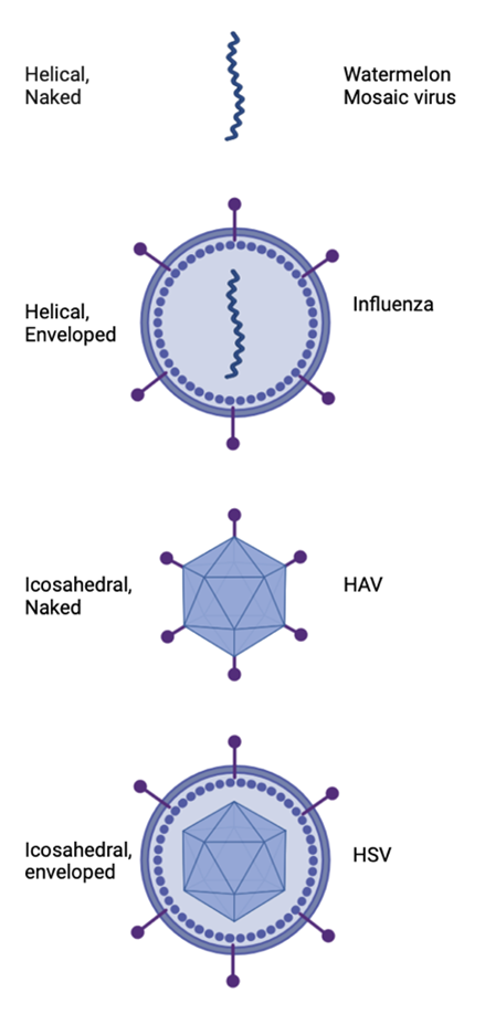 Membrane Mysteries: How Viruses Navigate Cell Entry - VIROLOGY RESEARCH ...